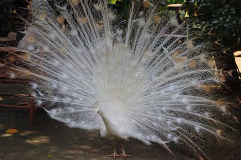 White Peacock Pavo Cristatus Peafowl In Jakarta Bird Land Jakarta