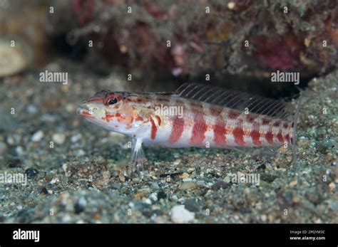 Red Spotted Sandperch Red Spotted Sandperch Red Spotted Sandperch