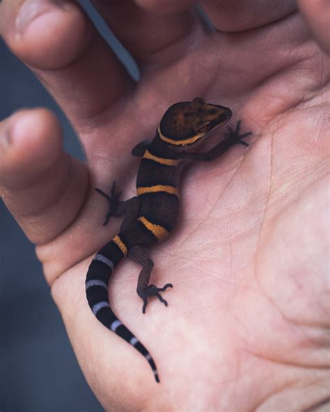 My New Gecko Wont Eat Is This Normal Guardiansofthegeckos