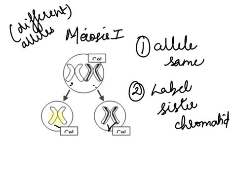 Solved A Diploid Somatic Body Cell Has 2n20 Chromosomes At The