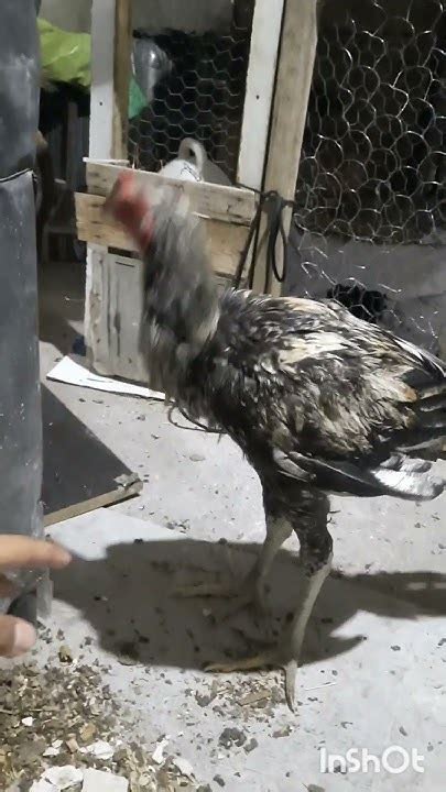 خروس لاری افغان ۵ ماهه نمایشی هست و ۳ عدد جوجه لاری ۲ روزه هم موجوده برا فروش لاریجوجهافغان