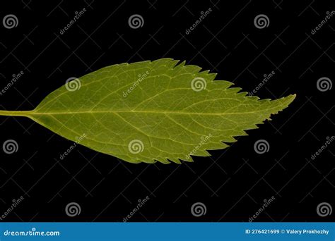 Garden Forsythia Forsythia X Intermedia Leaf Closeup Stock Image