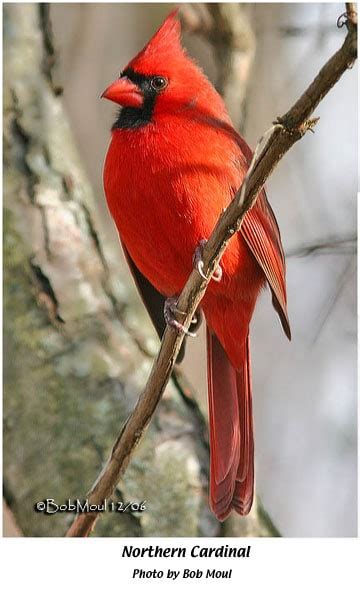 Northern Cardinal Indiana Audubon
