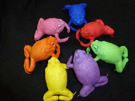 Cane Toad Taxidermy Toad Factory