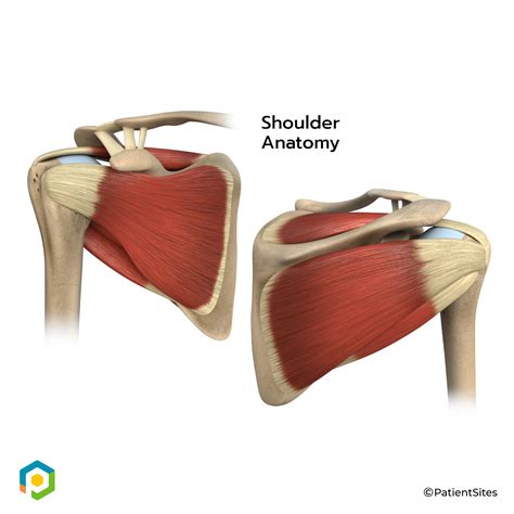 Glenohumeral Joint Muscles