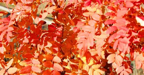 Hayedo De Montejo Guía Completa Del Bosque Sierra Del Rincón