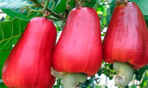El Marañón Cashew Fruit