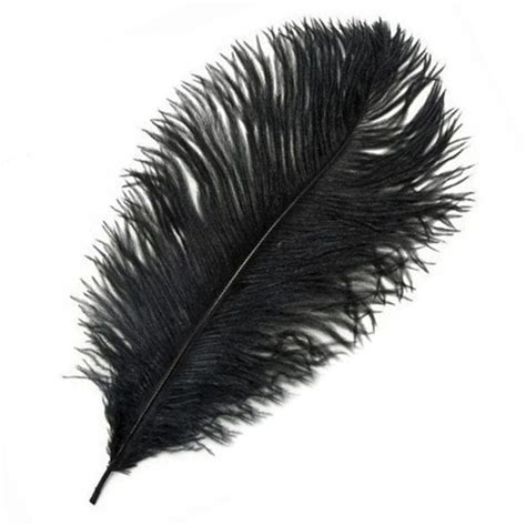 Black Ostrich Spine Feathers Feather Planet