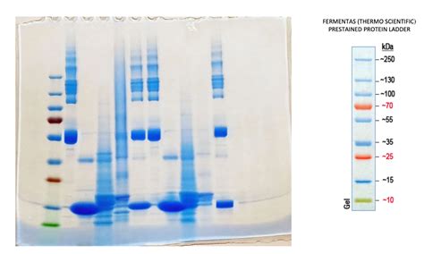 Fermentas Thermo Scientific Prestained Protein Ladder