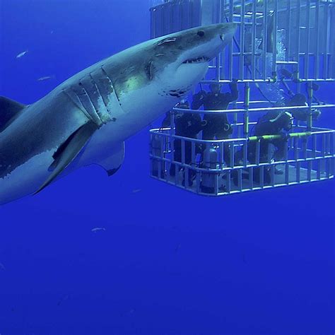 Scuba Diving With Sharks In A Cage