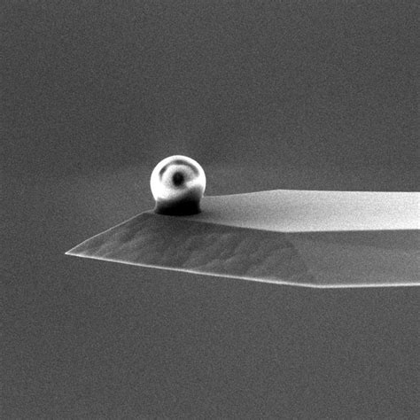 Sqube Cp Cont Ps Colloidal Afm Probes