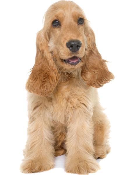 Cachorros Cocker Spaniel Inglés Rebonico