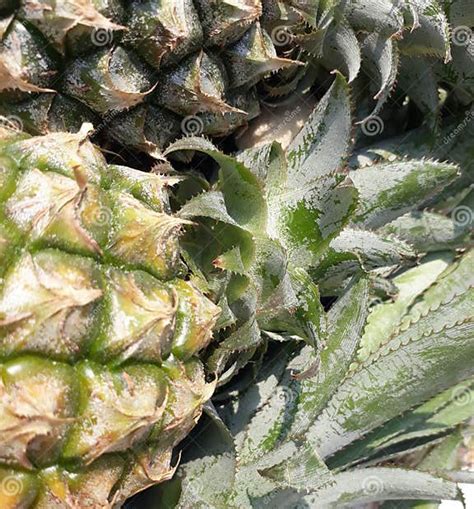 Pineapple Contains Nutrients And Beneficial Compounds Such As Vitamin