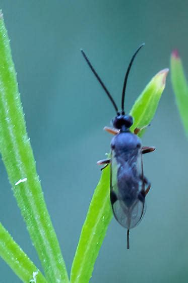 Fly Or Wasp Bugguidenet