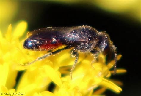Small Sphecodes On Solidago Sphecodes Bugguide Net