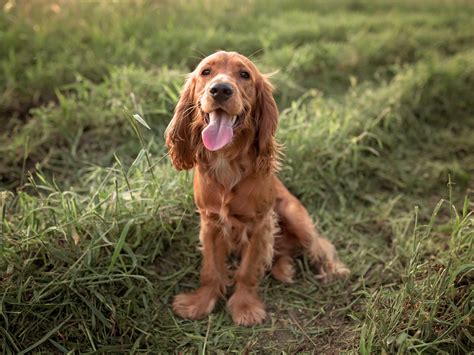 Cocker Spaniels Photos