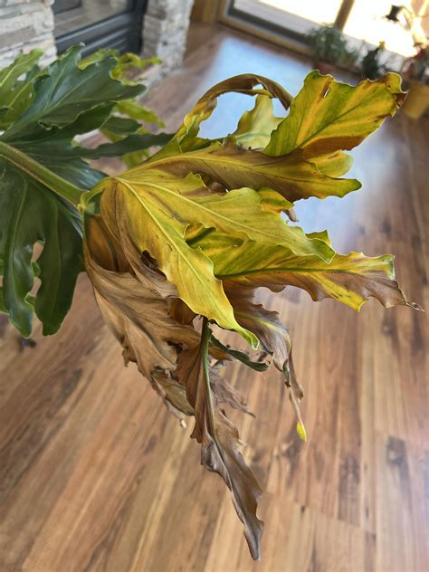 What S Wrong With My Tree Philodendron R Philodendron