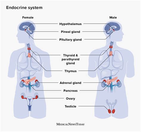 Diagnosing And Treating Endocrine System Disorders