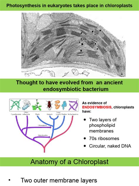 Structure Of Chloroplasts Pdf
