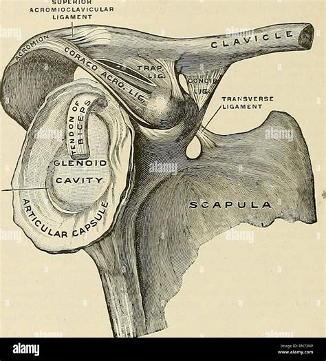 Superior Transverse Scapular Ligament