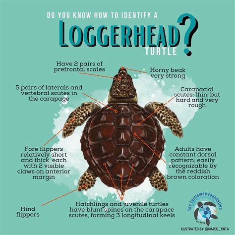 National Florida Hosts The Largest Aggregation Of Loggerhead Sea