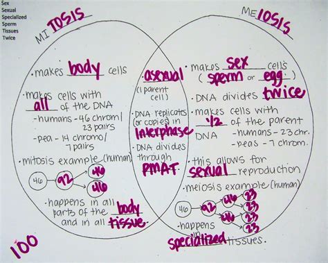 Compare And Contrast Mitosis And Meiosis Worksheet Martin Lindelof