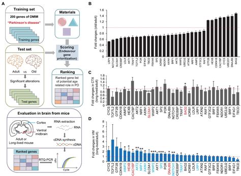 Frontiers Identification And Evaluation Of Midbrain Specific