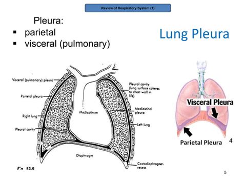 Pulmonary Anat Phys Lung Scint Principles Pptx