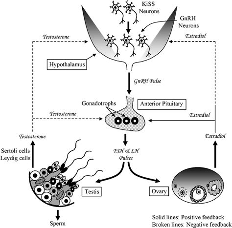 1 Schematic Representation Of The Hypothalamus Pituitary Gonadal Hpg
