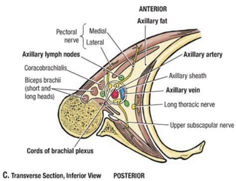 Base Of Axilla Diagram Quizlet