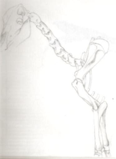 Skelatal Structure In Progress By Damustang On Deviantart