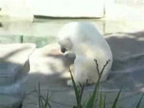 Polar Bear Jerking Off Youtube