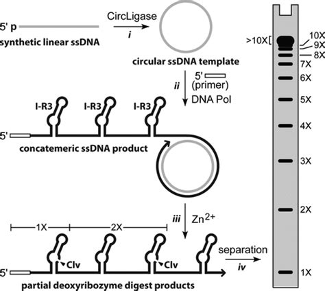 Full Article Production Of Single Stranded Dnas By Self Cleavage Of