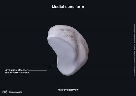 Medial Cuneiform Anteromedial View Anatomyapp