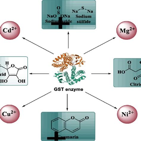 Gst Enzyme Inhibitors Some Metal Ions And Chemical Compounds Download Scientific Diagram