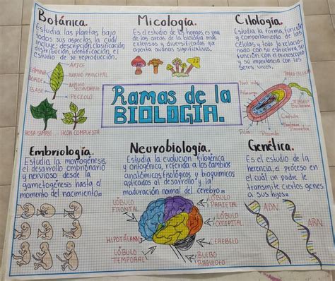 Ramas De La Biologia Dibujos