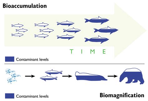 Fish Mercury Science And Policy At Mit
