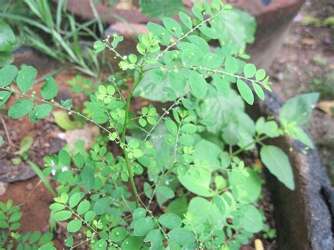 Phyllanthus Tenellus Eflora Of India