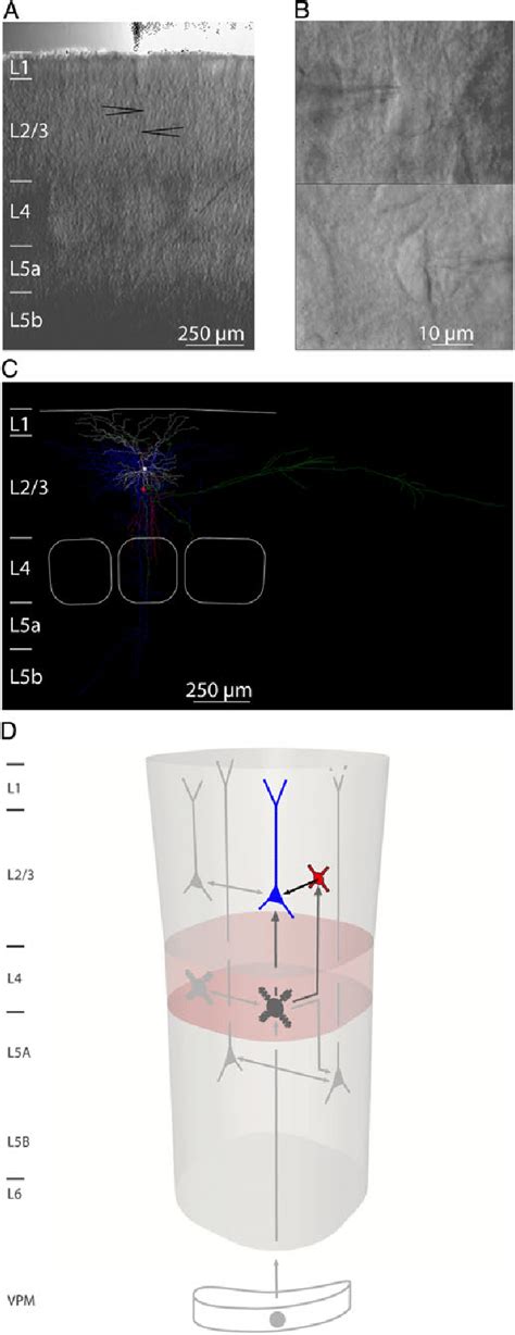 Paired Whole Cell Recordings Of L2 3 Pyramidal Neurons And L2 3 Download Scientific Diagram