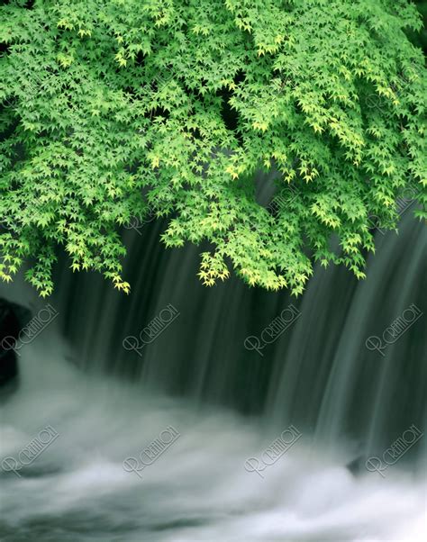 青楓と流れ 写真 アールクリエーション