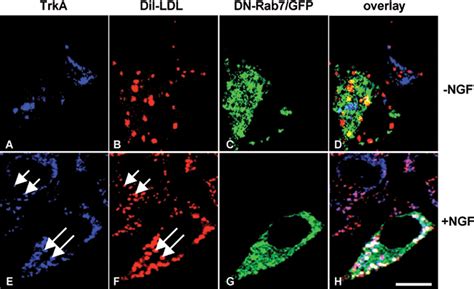 The Small Gtpase Rab7 Controls The Endosomal Trafficking And
