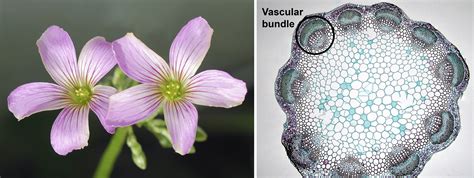 Eudicot Flower Examples