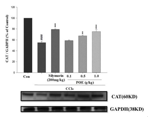 Effect Of Poe And Silymarin On The Protein Expression Of Cat In The