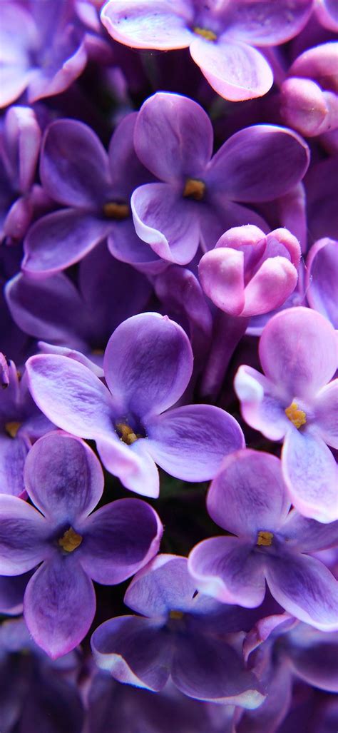 Stunning Purple Flowers Phone Wallpaper For Nature Lovers