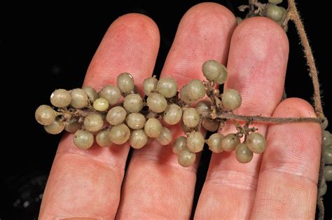 Cyclea Merrillii Menispermaceae