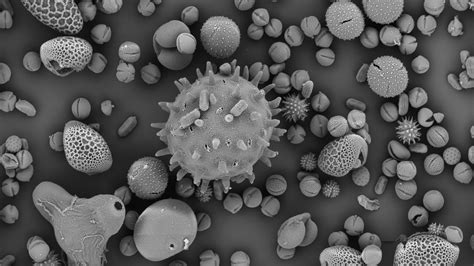 Electron Microscope Picture Of Pollen Rwqhdwallpaper