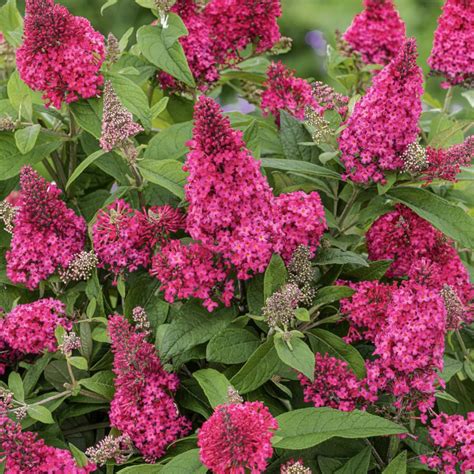 Buddleia Butterfly Candy® Lil Raspberry Vibrant Blooms For Your