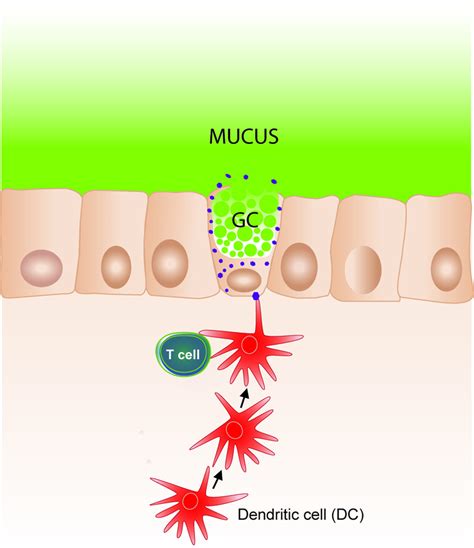 The Mucus And Mucins Of The Goblet Cells And Enterocytes Provide The