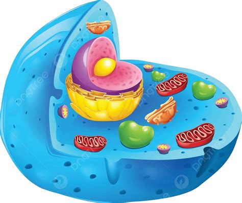 Dibujo Del Aparato De Golgi Qué Es El Aparato De Golgi