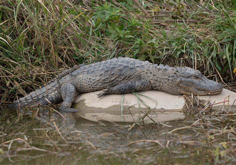 5 Fakta Aligator Cina Si Mungil Yang Terancam Dari Sungai Y Idn Times